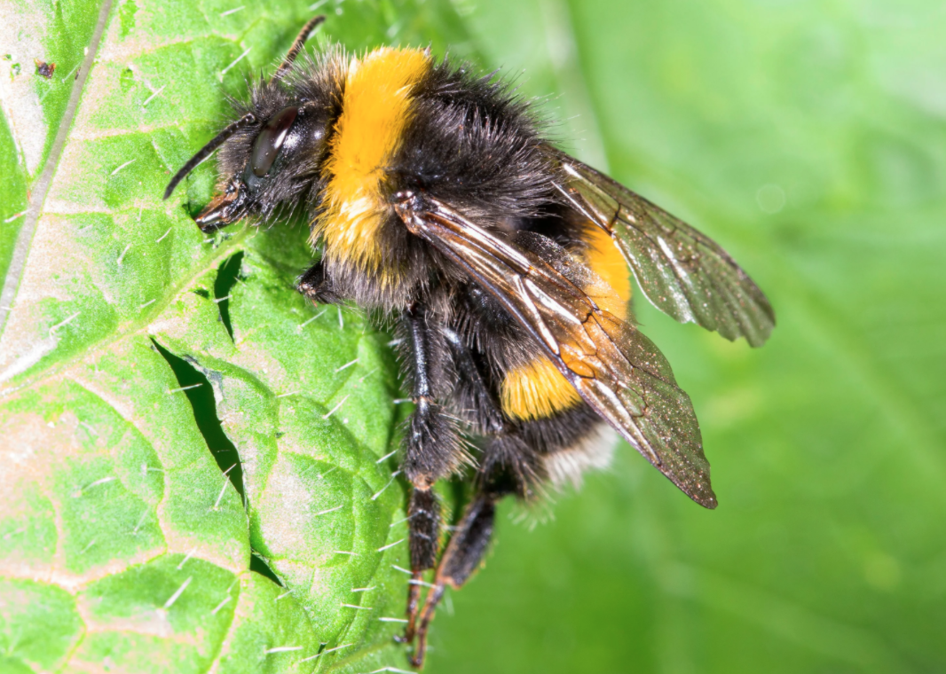 No Pollen? Bite me! Bumble bees make plants hurry up and grow flowers ...